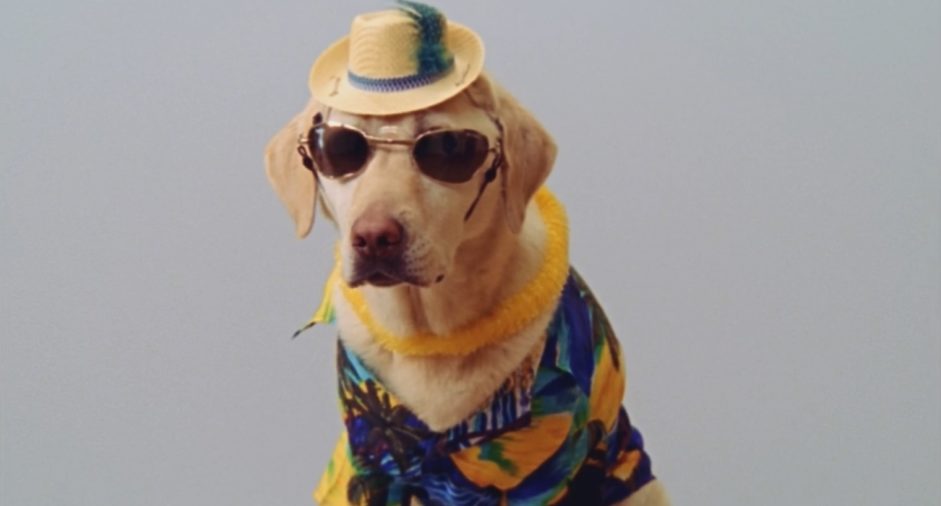 Canal Nick Jr. estreia Zoofari, série sobre a vida de animais selvagens